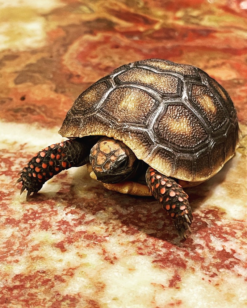 CASA TORTUGA TURTLE SHELL-TER - 22 Photos - Las Vegas, Nevada - Animal ...