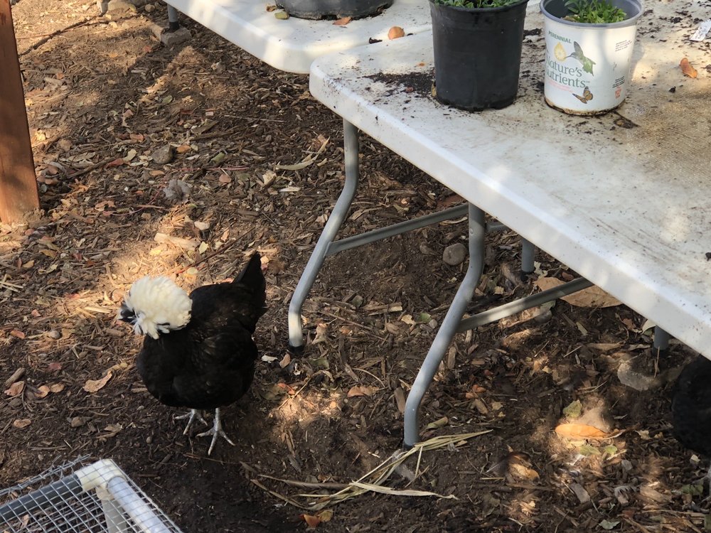 ORANGE COUNTY GREAT PARK FARM + FOOD LAB - 220 Photos & 10 Reviews ...