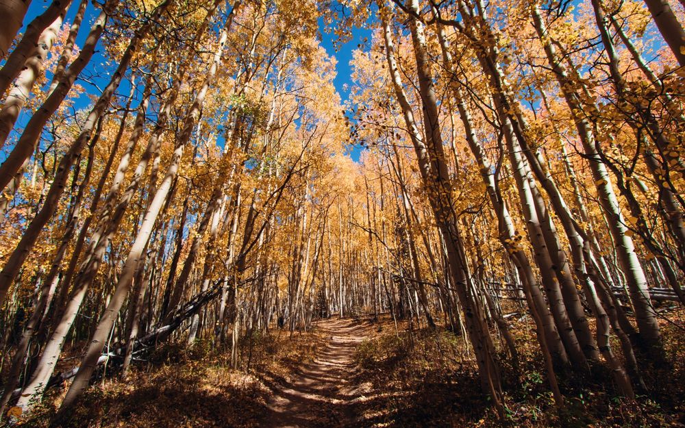 ABYSS TRAIL - Updated August 2025 - 132 Photos - Grant, Colorado ...