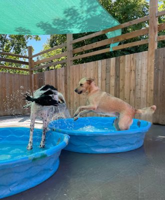 MUTTY PAWS DAYCARE AND GROOMING - Updated December 2025 - 1531 County ...