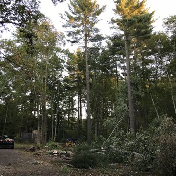 BALDI TREE - Updated December 2025 - 64 Photos - 403 Federal Furnace Rd ...