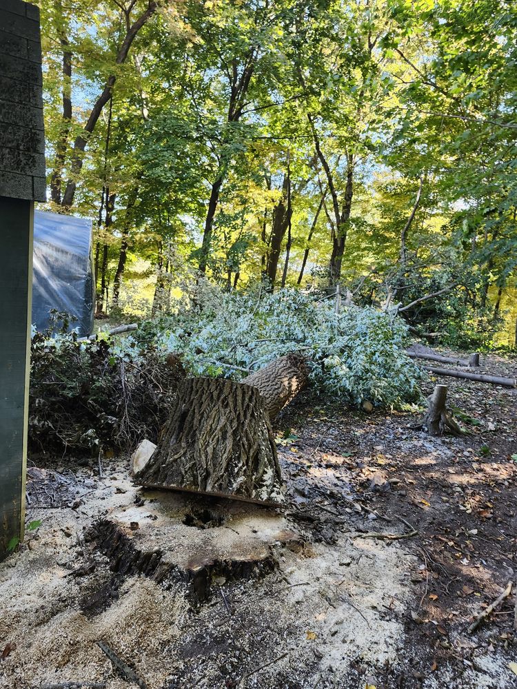 VIKING TREE SERVICE - Updated January 2026 - Middletown, Connecticut - Tree Services - Phone ...