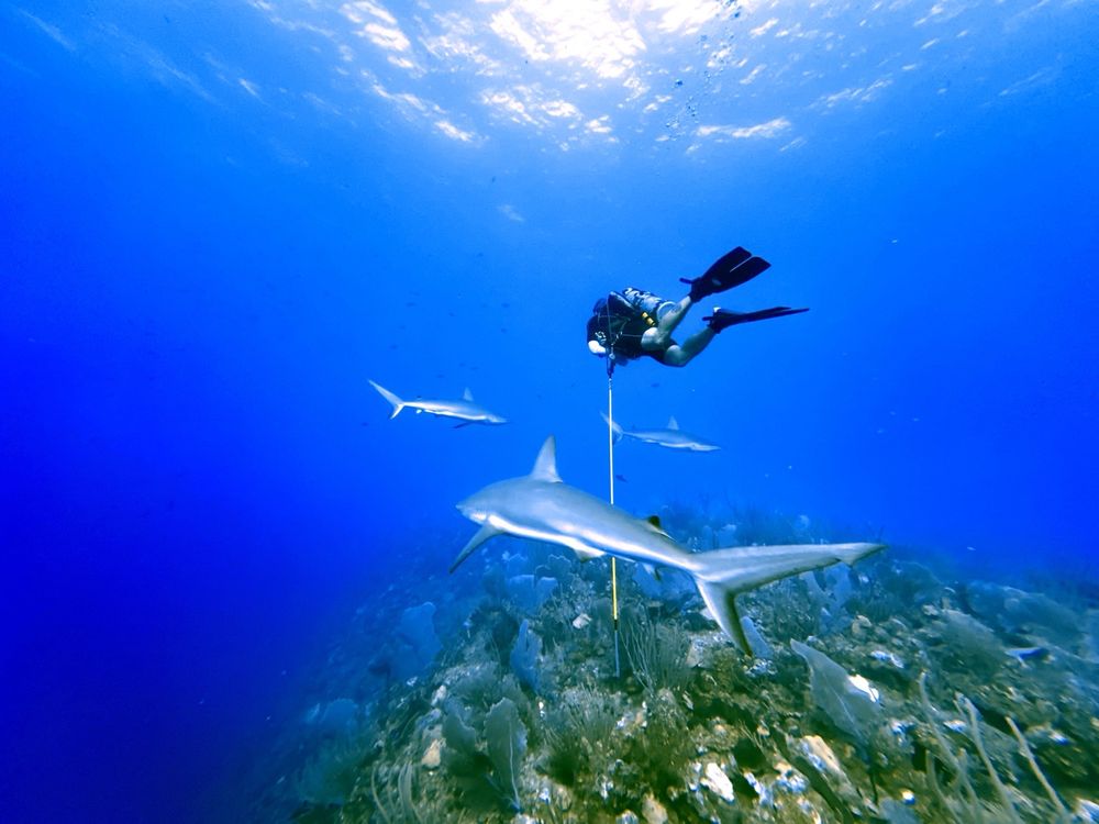 ISLAND SCUBA - Updated July 2025 - 31 Photos & 33 Reviews - Playa Santa ...