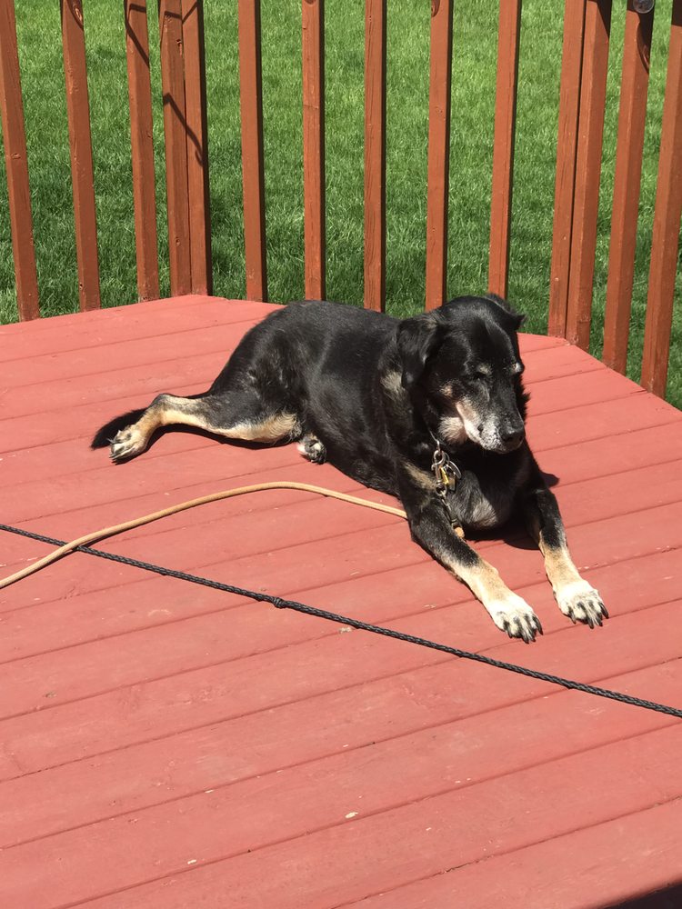 PREDMORE VETERINARY CLINIC - LAWRENCE M PREDMORE DVM - Updated December ...