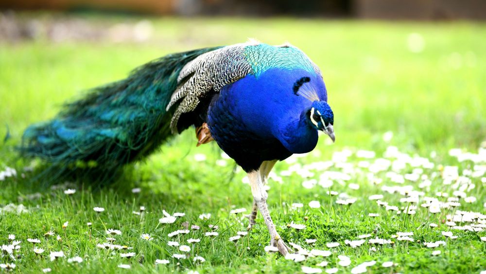 CITY OF TEN THOUSAND BUDDHAS - 656 Photos & 73 Reviews - 4951 Bodhi Way ...