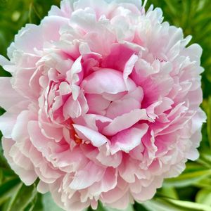 THE FISH MARKET - Updated December 2025 - 132 Photos & 109 Reviews ...