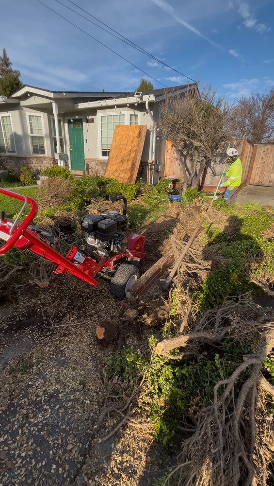 FREEDOM TREE TRIMMING SERVICES - Updated June 2026 - 30 Photos - 95127 ...