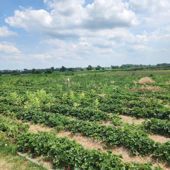 HEIDER’S BERRY FARM - Updated December 2025 - 38 Photos & 17 Reviews ...