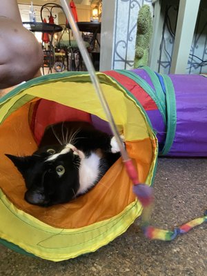 LE CAT CAFE - Updated June 2026 - 154 Photos & 60 Reviews - 2713 W ...
