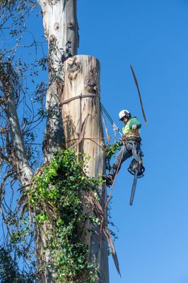 LEWIS TREE SERVICE - Updated September 2025 - 78 Photos & 61 Reviews ...