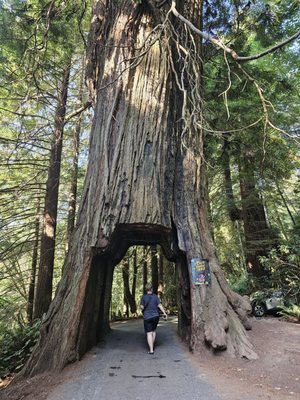 TOUR THRU TREE - Updated December 2025 - 92 Photos & 55 Reviews - 430 ...