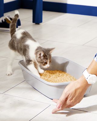 PETCO - Updated December 2025 - 15 Photos & 31 Reviews - 1205 W ...