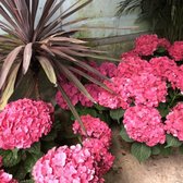 Ott’s Exotic Plants - 175 Photos & 59 Reviews - Nurseries & Gardening ...