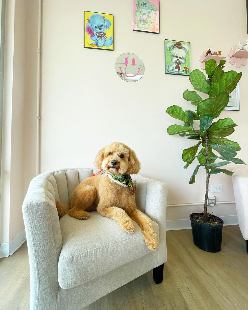 PIXIE PUPS - Updated September 2025 - Request an Appointment - 11 ...