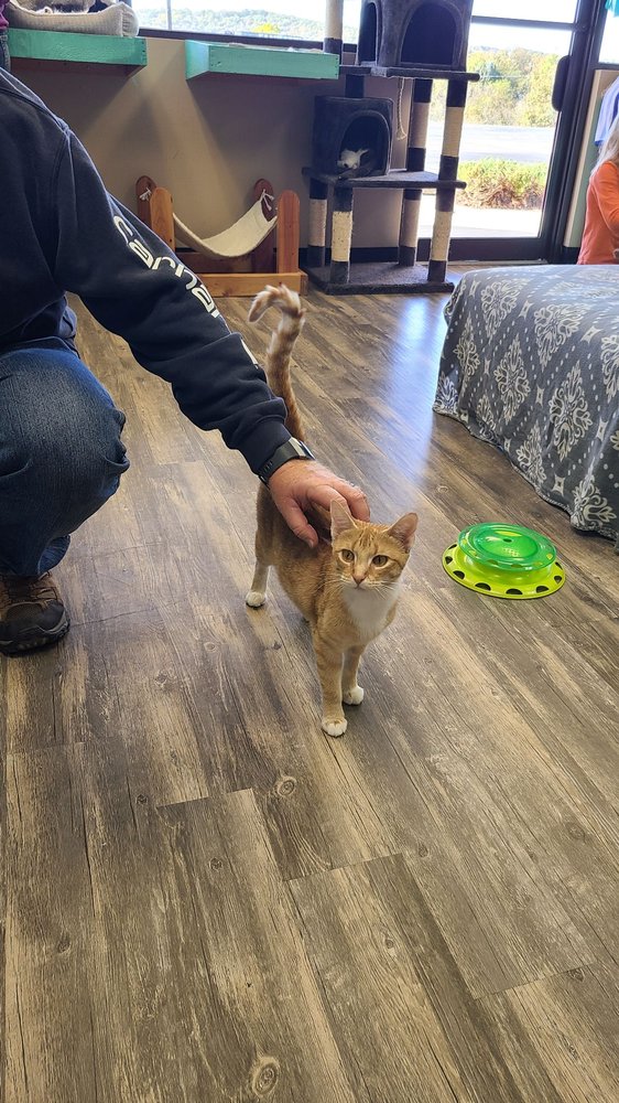 MOCHAS AND MEOWS - 55 Photos & 27 Reviews - Pet Adoption - 3265 Falls ...