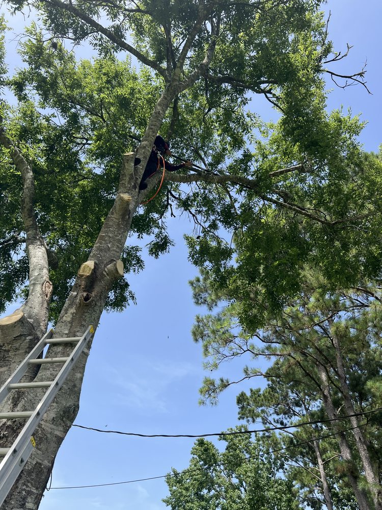 TREE SERVICE - Updated July 2025 - Baytown, Texas - Tree Services ...