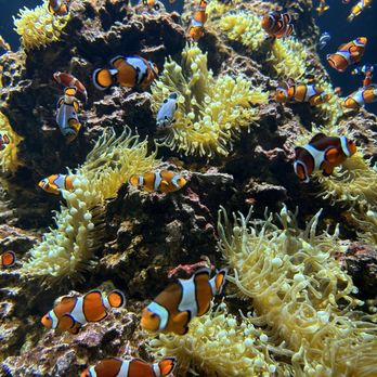 ARIZONA BOARDWALK - Updated June 2024 - 114 Photos & 26 Reviews - 9500 ...