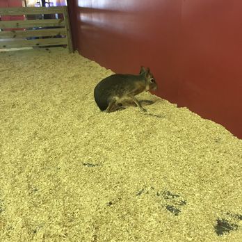 ZOOBEEZ PETTING ZOO - Updated October 2025 - 11 Photos - 8360 State Hwy ...