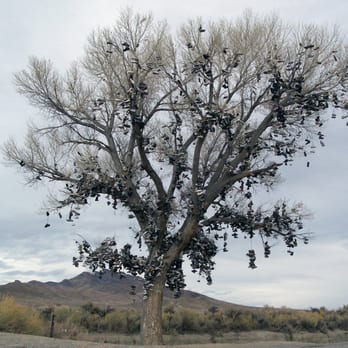 THE MIDDLEGATE SHOE TREE - 41763 Austin Hwy, Fallon, Nevada - Local ...