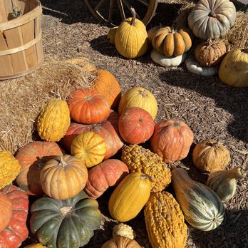 CAL POLY POMONA PUMPKIN FESTIVAL - Updated October 2024 - 571 Photos ...