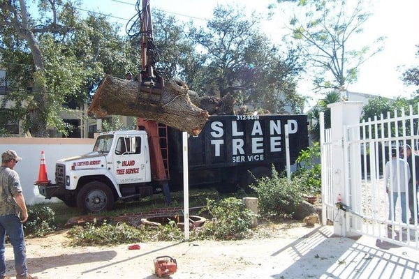 ISLAND TREE SERVICE - Updated September 2025 - 34 Photos - Sarasota ...