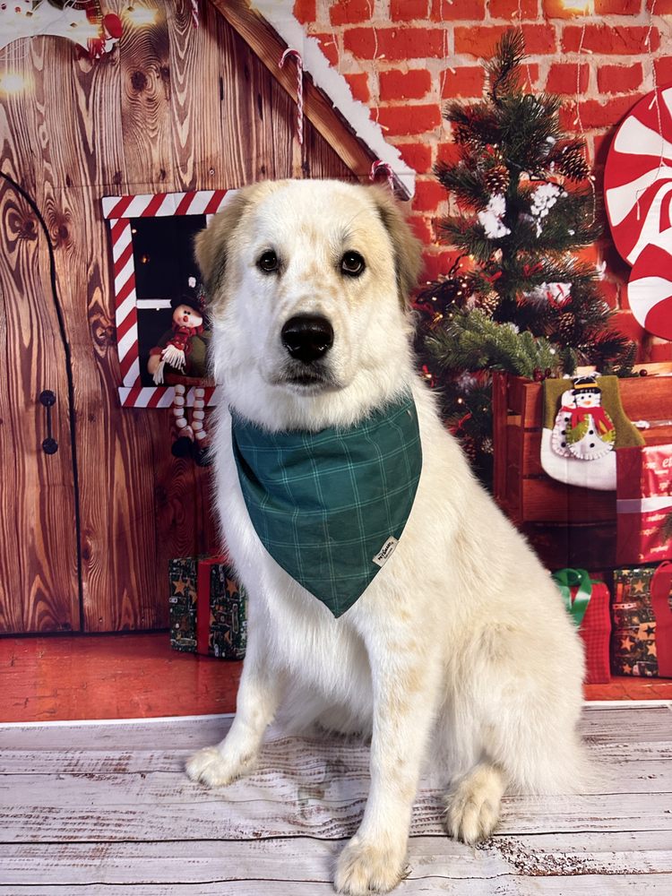 CANINE COUTURE - Updated July 2025 - Request an Appointment - 3301 Marble St, Rosamond ...