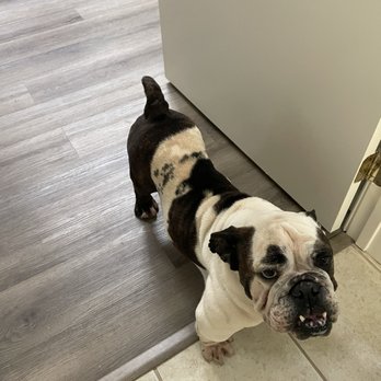 DIRK BUTCHKO PRO VET - Updated June 2025 - 155 Photos & 350 Reviews ...