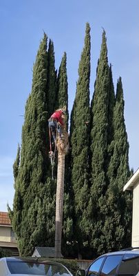4 SEASONS TREE SERVICES - Updated December 2024 - 65 Photos & 123 ...