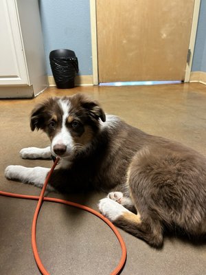 CALISTA ANIMAL HOSPITAL - Updated December 2025 - 10 Photos & 44 ...