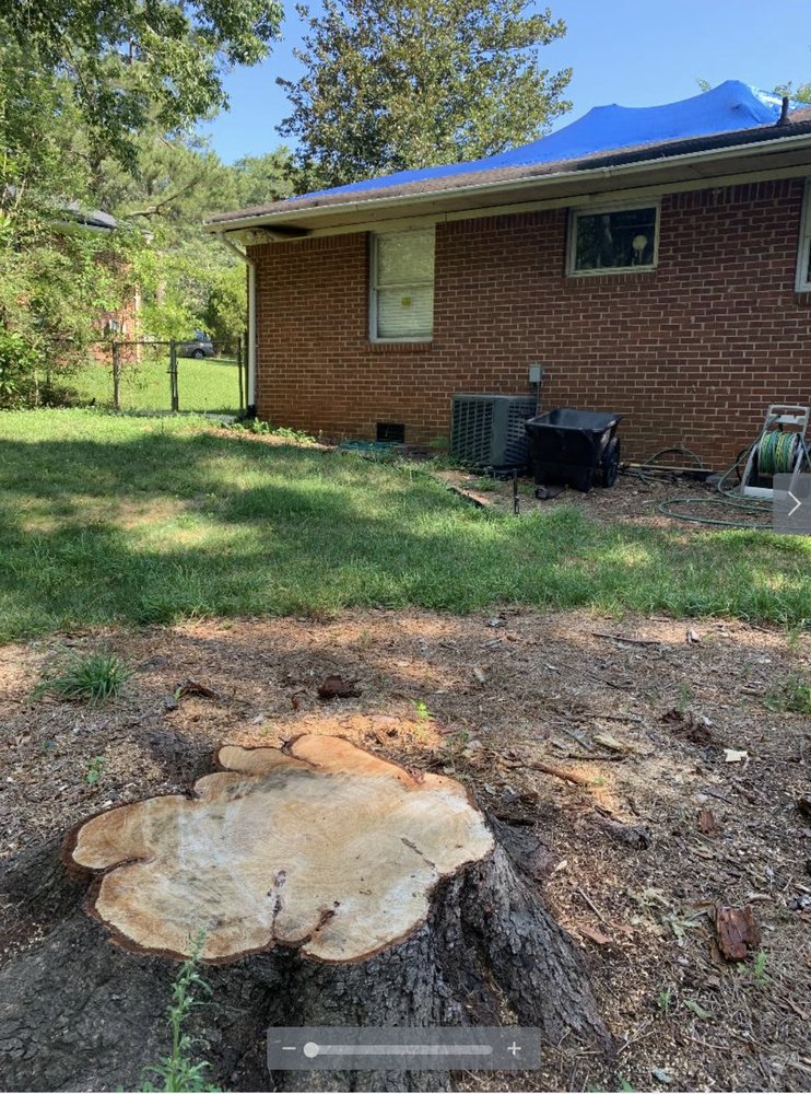 TOP TIER TREES - Updated December 2025 - 31 Photos & 21 Reviews - 1531 ...