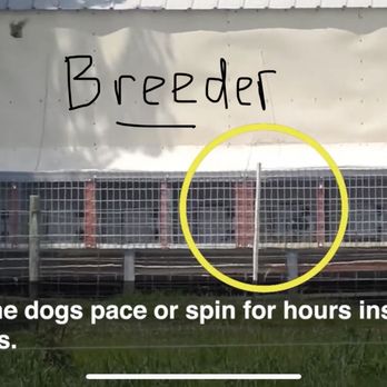 ALL PETS CLUB - Updated December 2025 - 69 Photos & 63 Reviews - 479 E ...