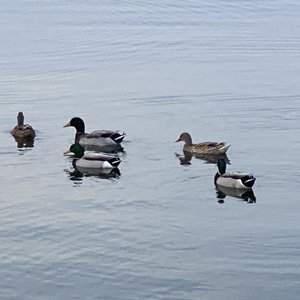 MARROWBONE LAKE - Updated October 2024 - 6200 Marrowbone Lake Rd ...