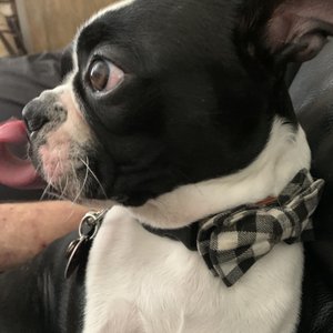 ALTA LOMA ANIMAL HOSPITAL - 107 Photos & 257 Reviews - 7289 Amethyst ...