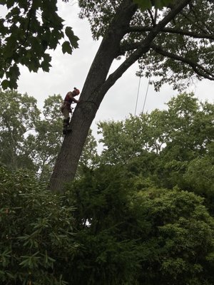 NORTH EASTERN TREE SERVICE - Updated December 2025 - 29 Photos & 104 ...