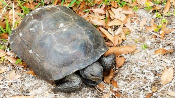 TURKEY CREEK SANCTUARY - Updated April 2025 - 251 Photos & 48 Reviews ...