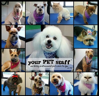 YOUR PET STAFF - Updated August 2025 - 14 Photos & 11 Reviews - Fort ...