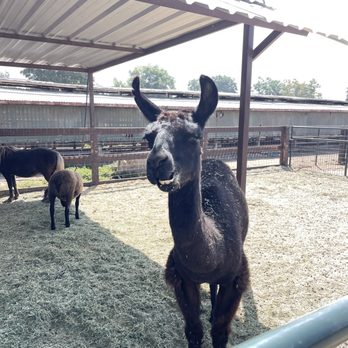 MAUST’S CALIFORNIA POULTRY - Updated November 2024 - 194 Photos & 111 ...