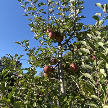 HIGHLAND ORCHARDS - Updated December 2025 - 103 Photos & 76 Reviews ...