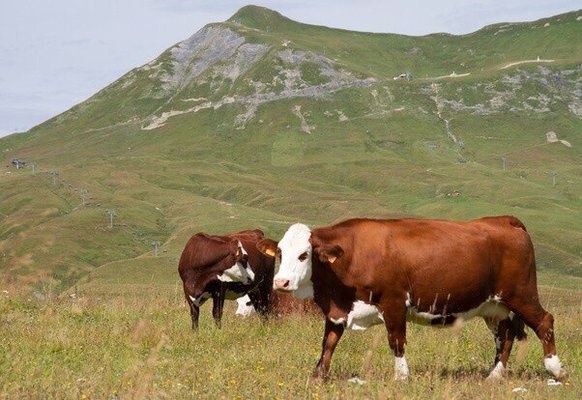 LANCASTER HALAL SLAUGHTER HOUSE AND POULTRY - Updated October 2025 - 23 ...