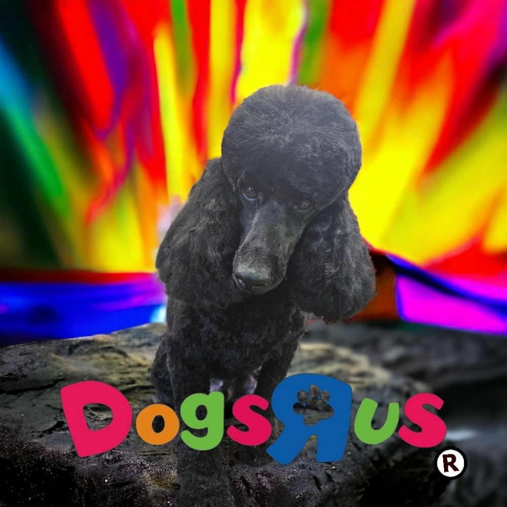 DOGS R US PET GROOMING - Updated December 2025 - 97 Photos - 9311 San ...