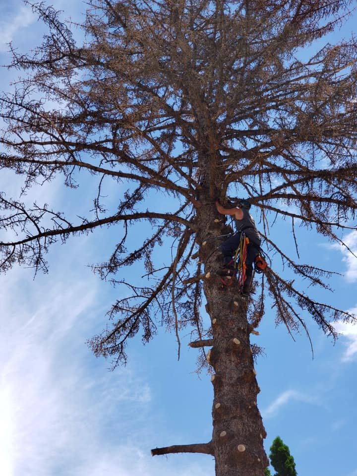 HENSLEY TREE SERVICES - Updated January 2026 - 12 Photos - Colorado ...