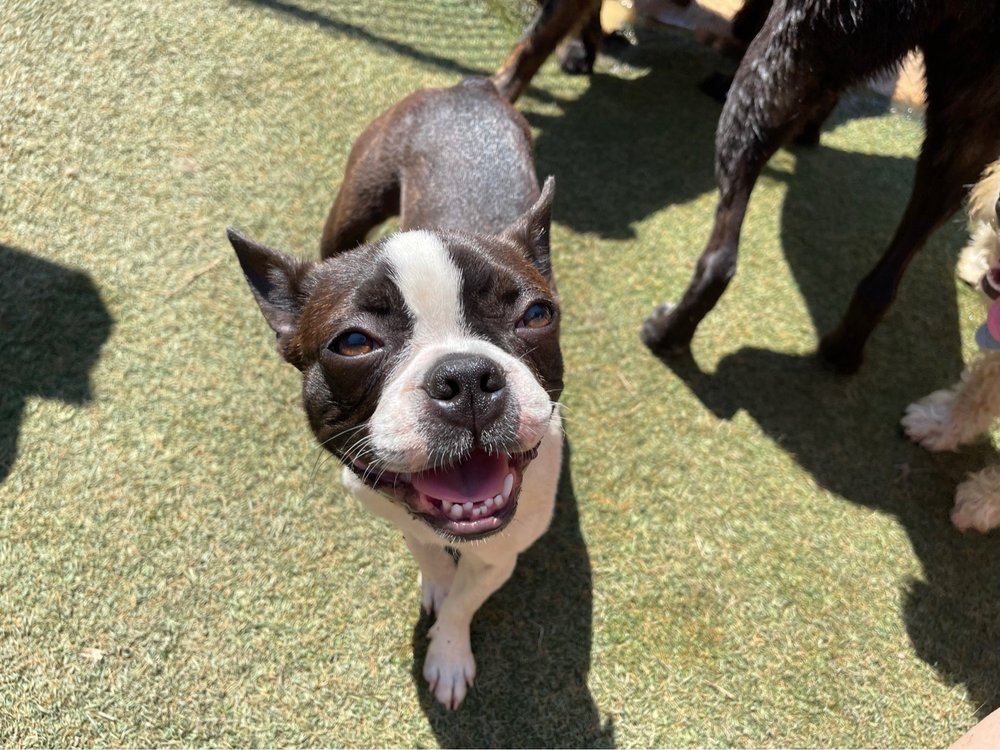 SYCAMORE ANIMAL CLINIC - Updated May 2025 - 17 Photos & 22 Reviews ...