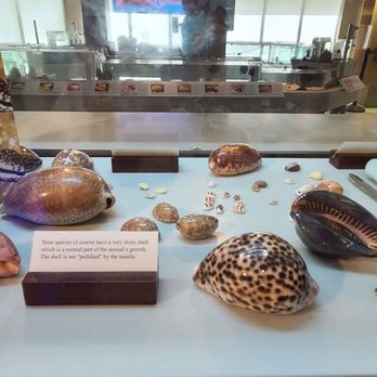 THE BAILEY-MATTHEWS SHELL MUSEUM - Updated July 2025 - 309 Photos & 87 ...