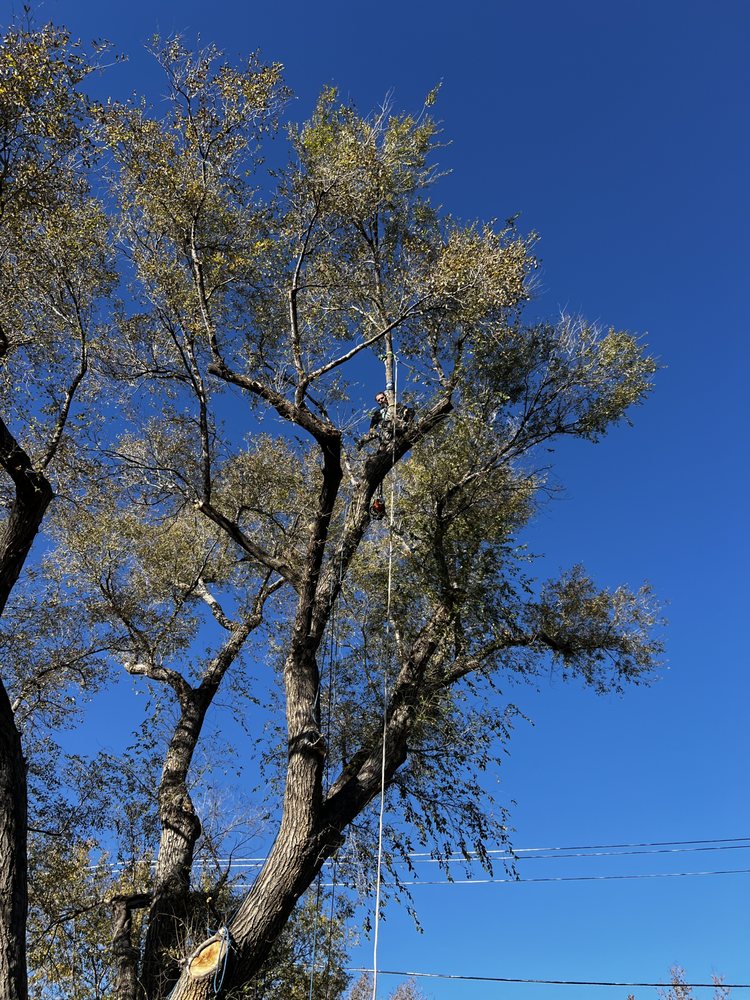 INFINITE TREE AND LANDSCAPING - Updated October 2025 - 20 Photos - 3509 ...