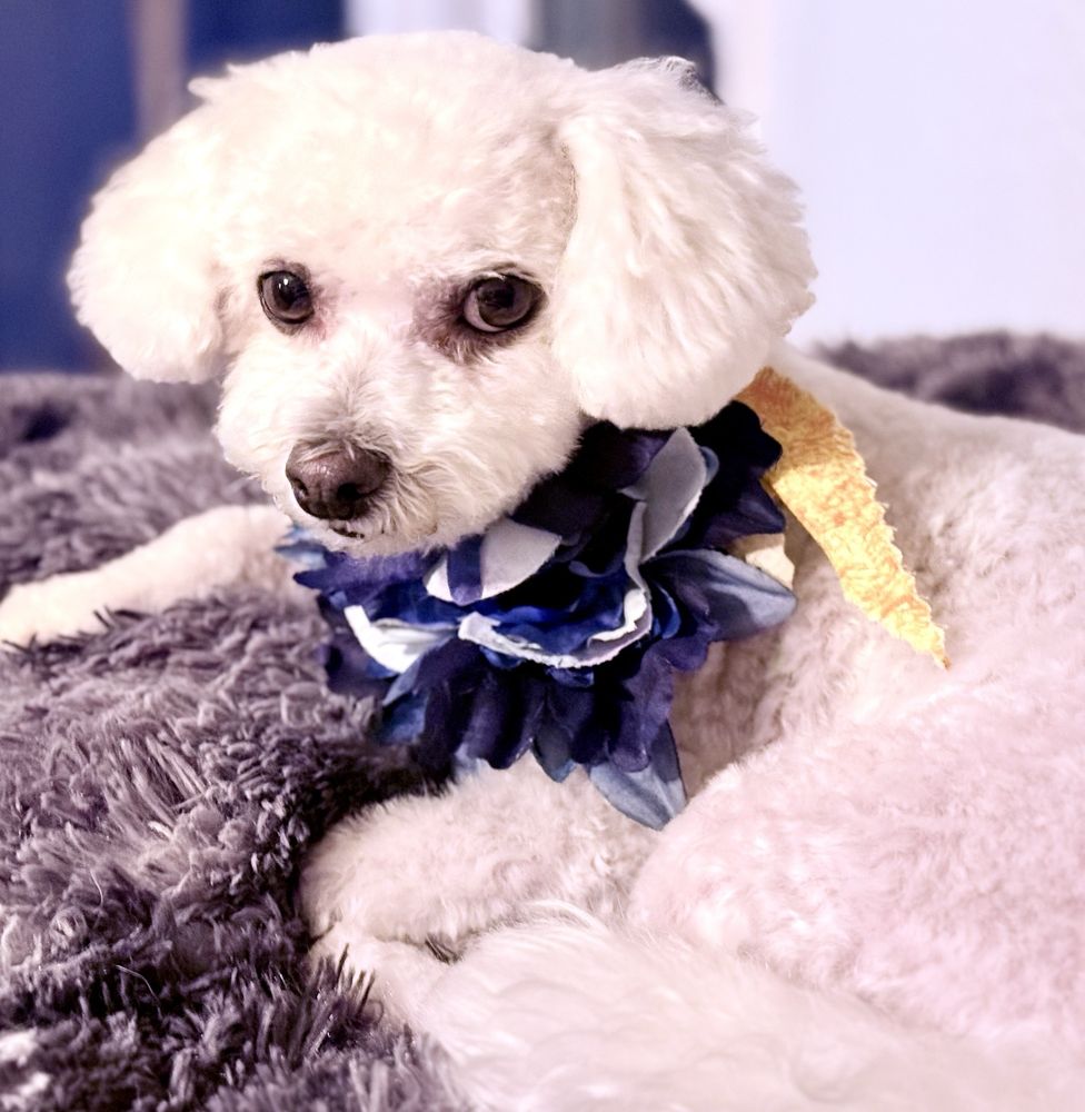 THE FLUFFY RUFF DOG SPA - Updated November 2025 - 52 Photos & 23 ...