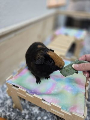 THE CAPYBARA CAFE - Updated December 2025 - 160 Photos & 40 Reviews ...