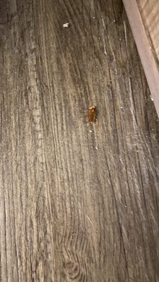 TORCH LITE INN - Updated July 2025 - 127 Photos & 243 Reviews - 500 ...