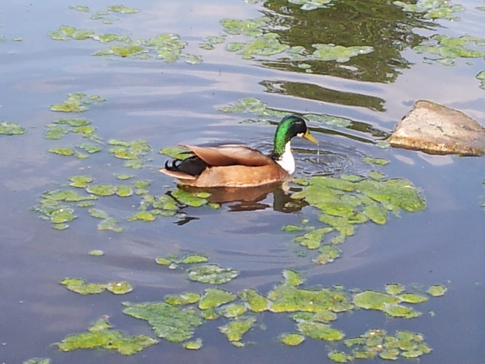 HOME FARM BED AND BREAKFAST - Harts Lane, Biddestone, Wiltshire, United ...