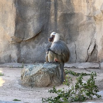 PHOENIX ZOO - Updated April 2024 - 2281 Photos & 991 Reviews - 455 N ...