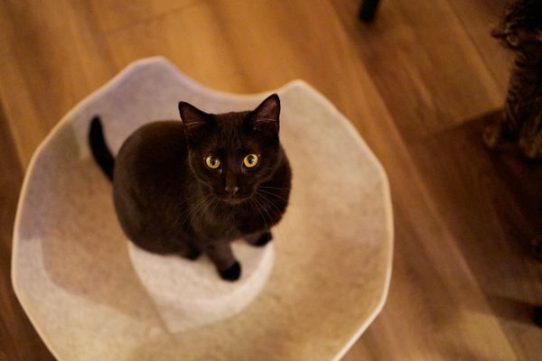 MEOW CAT LOUNGE - Updated January 2026 - 54 Photos & 13 Reviews - 630 ...